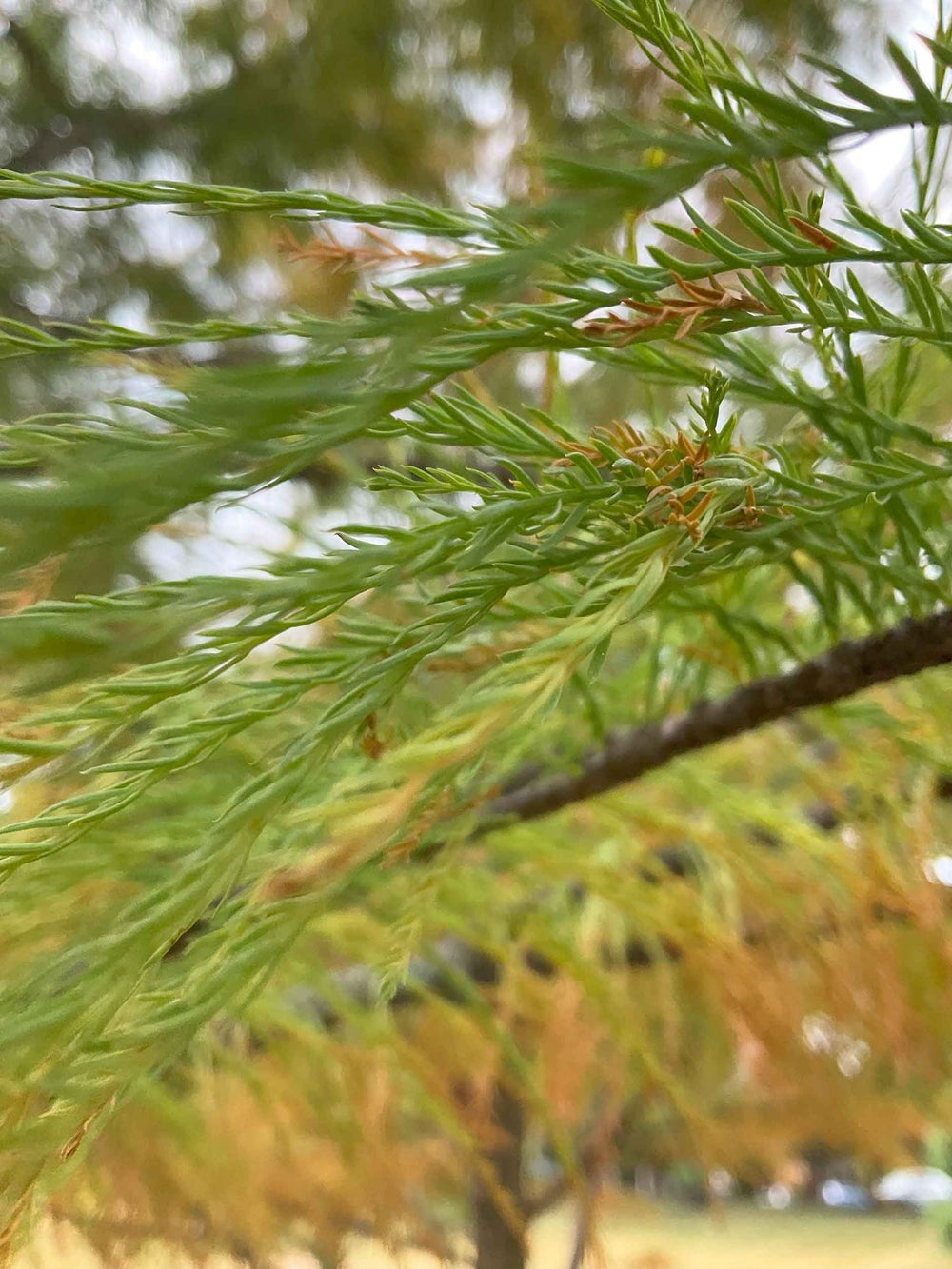 Pond Cypress 40-3-5 - Linda Hall Library