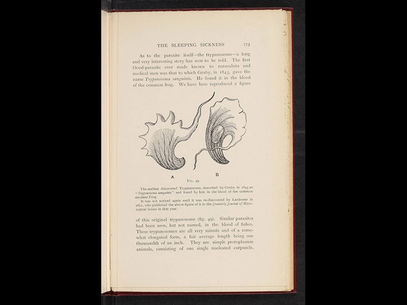 E. Ray Lankester - Linda Hall Library