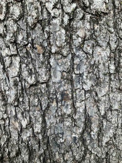 Common Catalpa 5-1-3 - Linda Hall Library