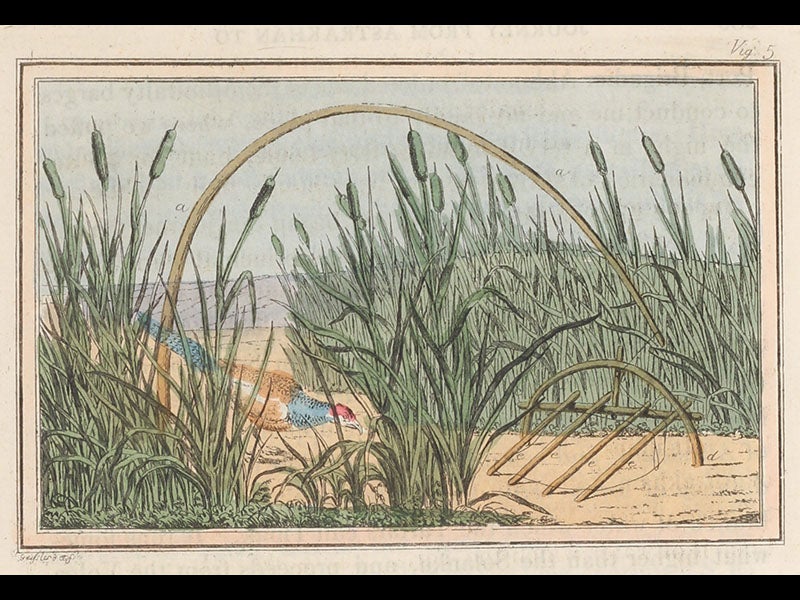 Peter Simon Pallas - Linda Hall Library