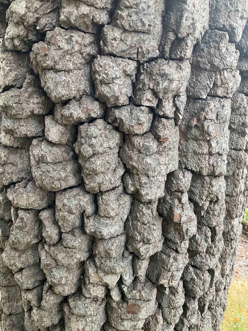 Persimmon 12-1-1 - Linda Hall Library