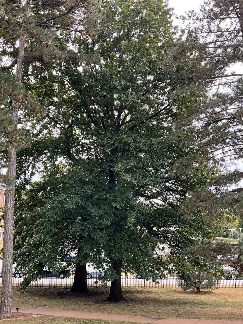 Shingle Oak 34-7-2 - Linda Hall Library