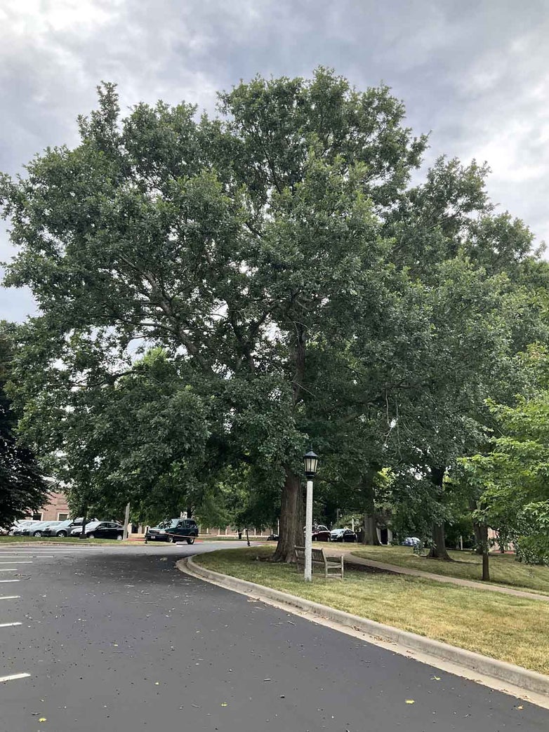 Hybrid Oak 34-34-1 - Linda Hall Library