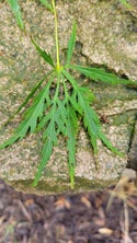 Japanese Maple 1-35-4 - Linda Hall Library