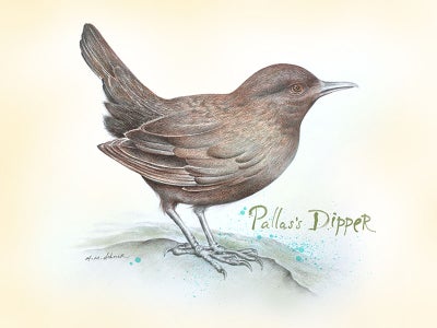 Peter Simon Pallas - Linda Hall Library