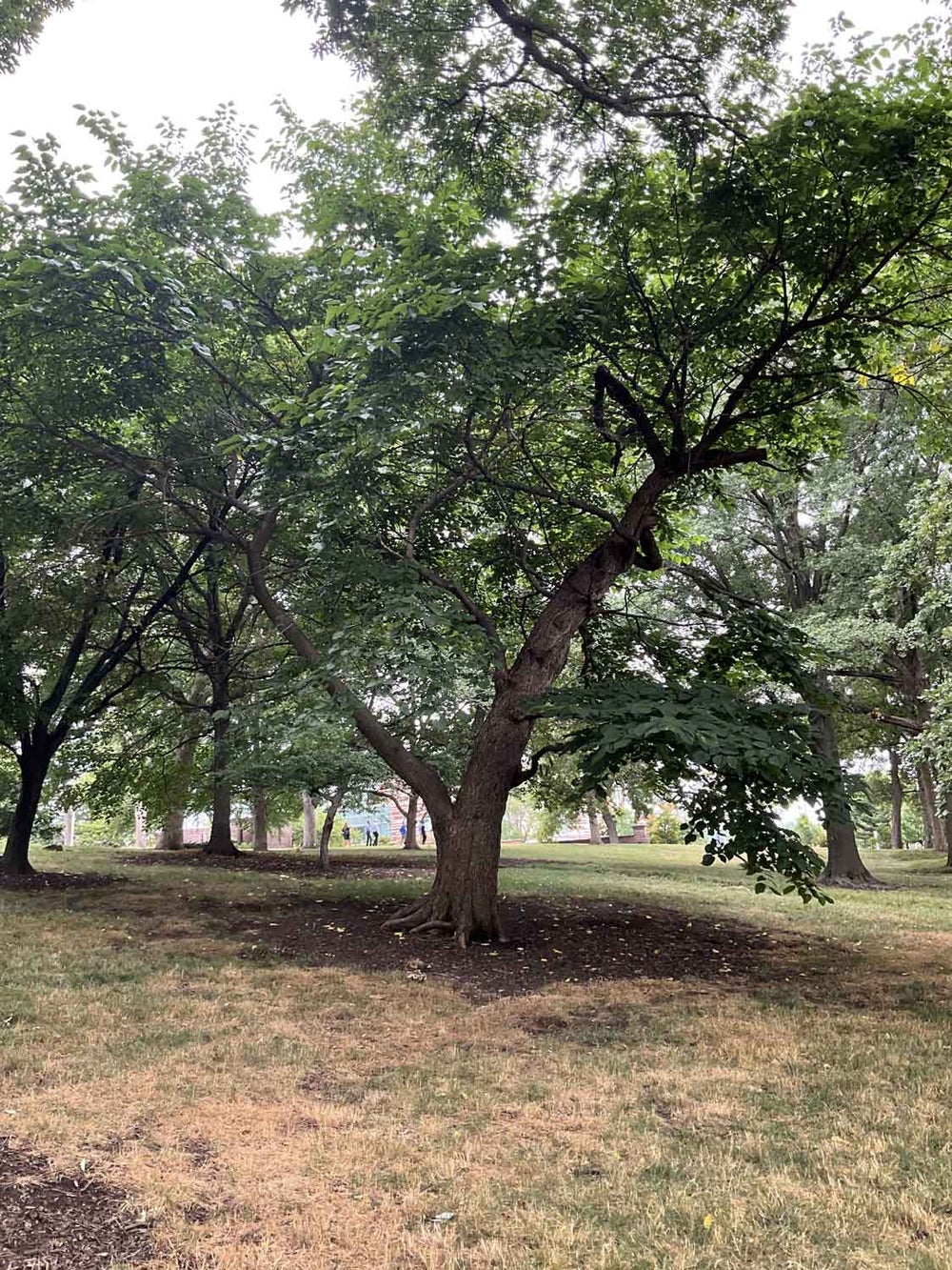 Red Mulberry 27-1-1 - Linda Hall Library