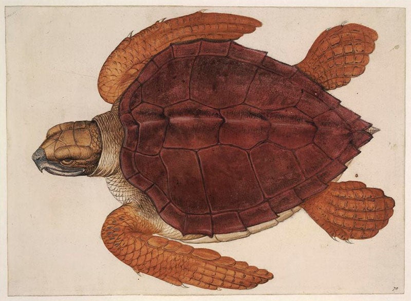 John White - Linda Hall Library