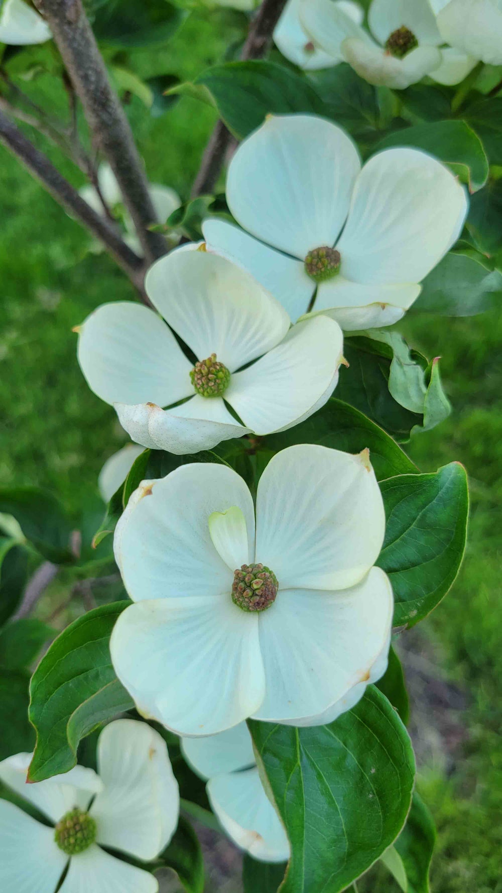 Venus Dogwood 10-6-1 - Linda Hall Library