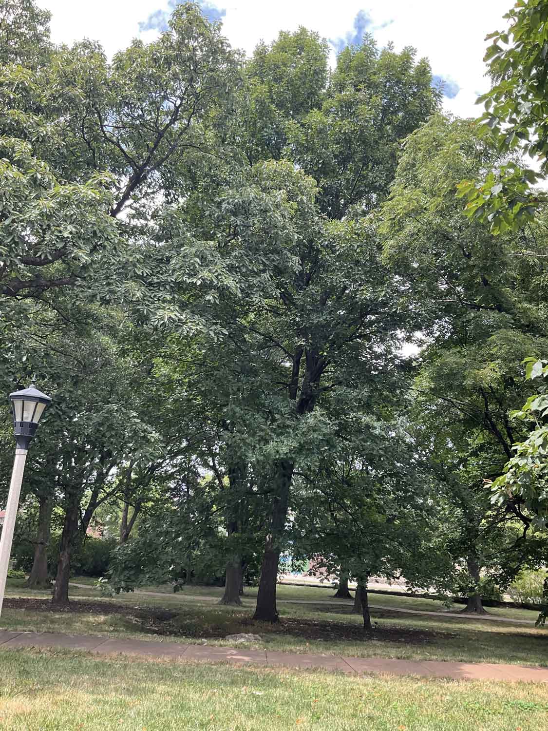 Schneck Oak 34-22-1 - Linda Hall Library