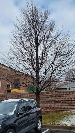 Red Maple 1-32-1 - Linda Hall Library