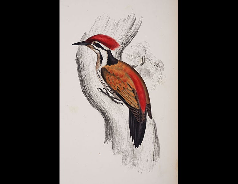 Elizabeth Gould - Linda Hall Library