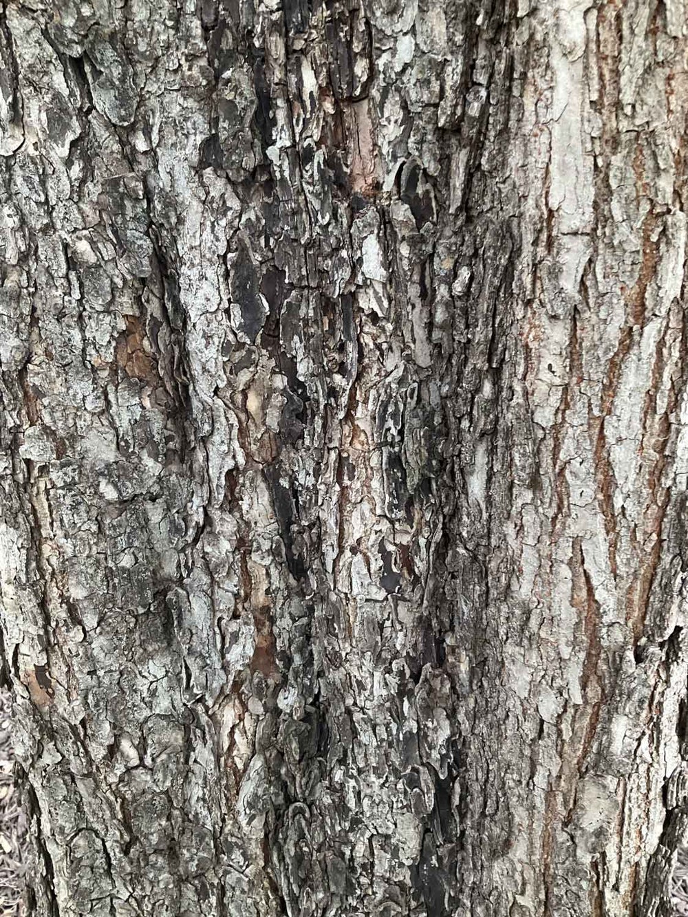 Lacebark Elm 44-3-1 - Linda Hall Library