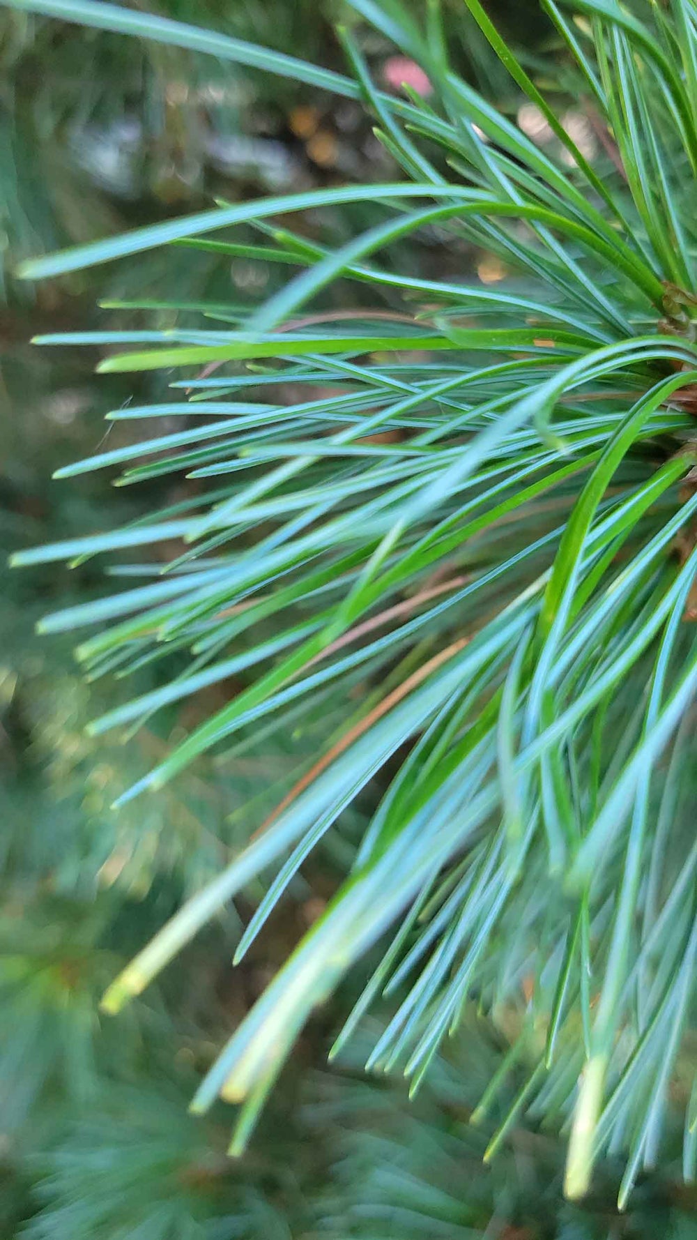 Swiss Stone Pine 49-7-4 - Linda Hall Library