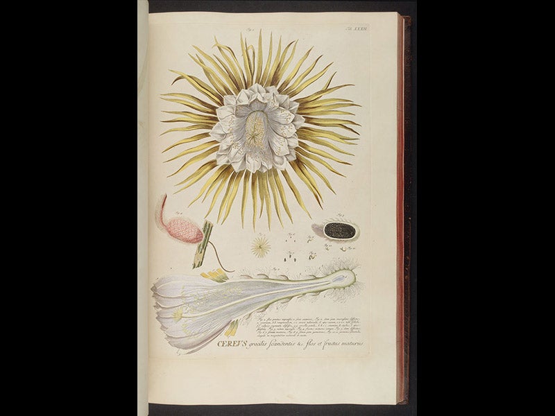 George Ehret - Linda Hall Library