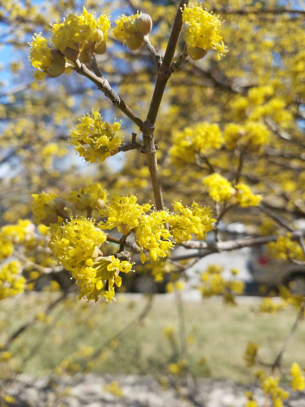 Japanese Cornel Dogwood 10-5-1 - Linda Hall Library