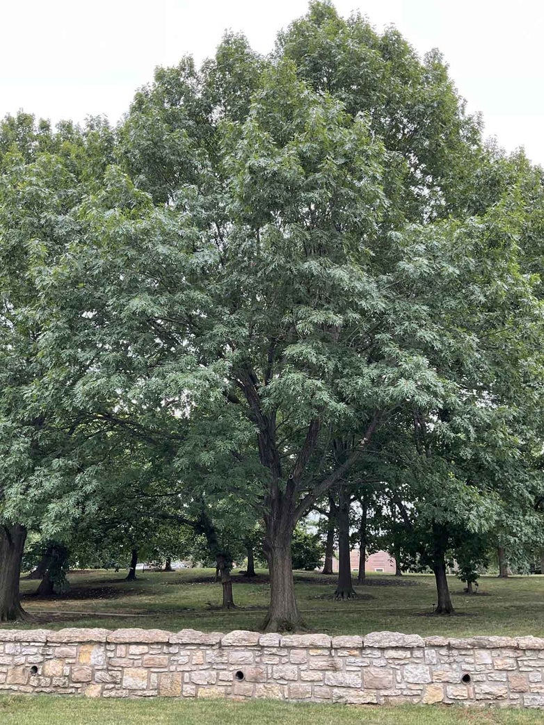 Red Oak 34-18-4 - Linda Hall Library