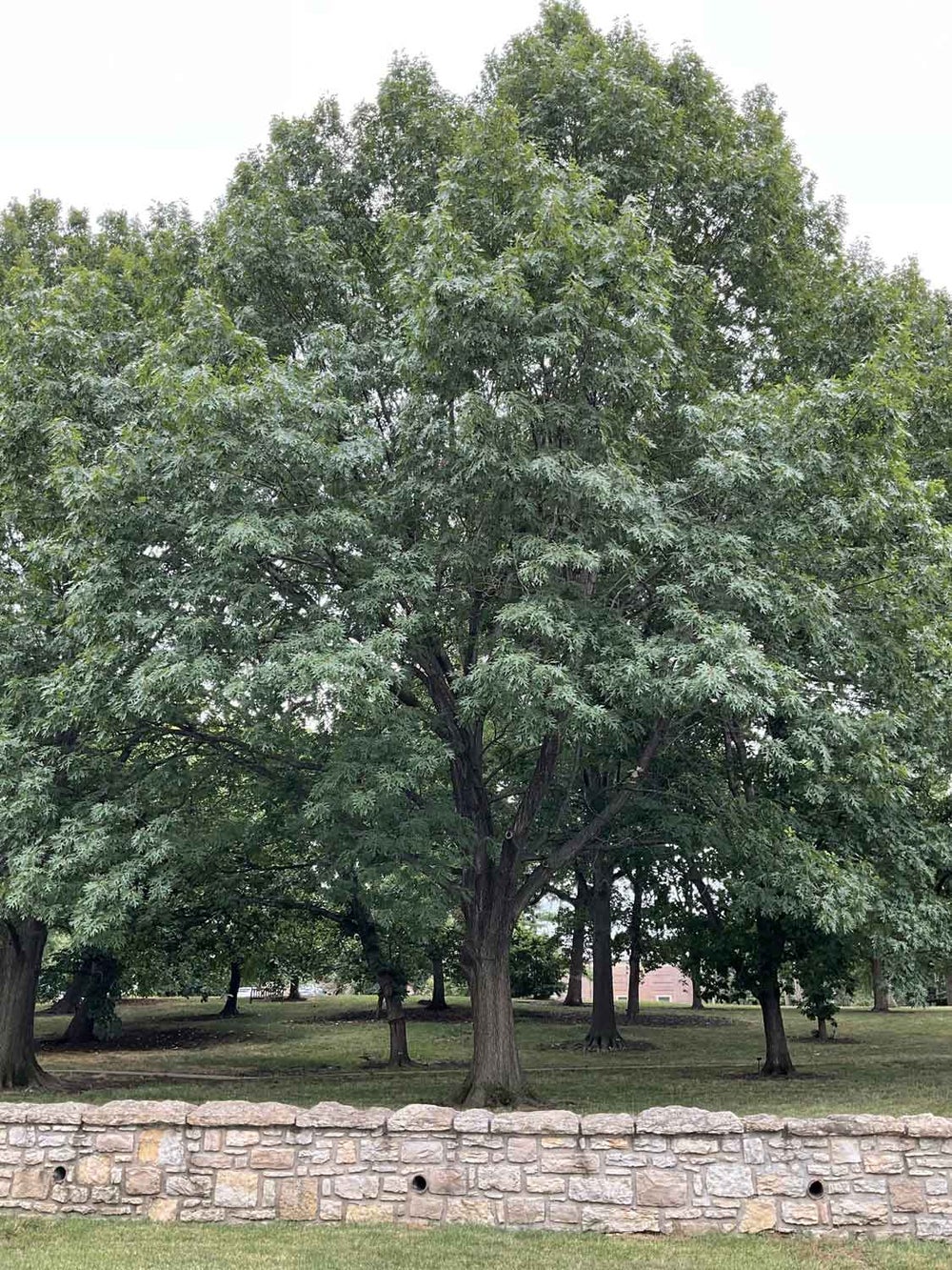 Red Oak 34-18-4 - Linda Hall Library