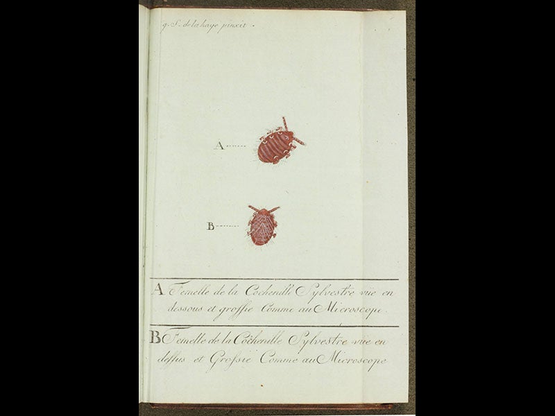 Nicolas-Joseph Thiéry de Menonville - Linda Hall Library