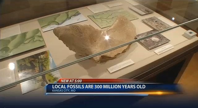 Paleo Kansas City: Fossil exhibit opens at Linda Hall Library - Linda ...