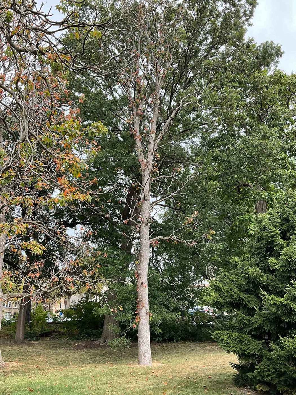 Ohio Buckeye 2-2-5 - Linda Hall Library