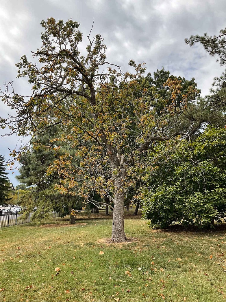 Ohio Buckeye 2-2-4 - Linda Hall Library