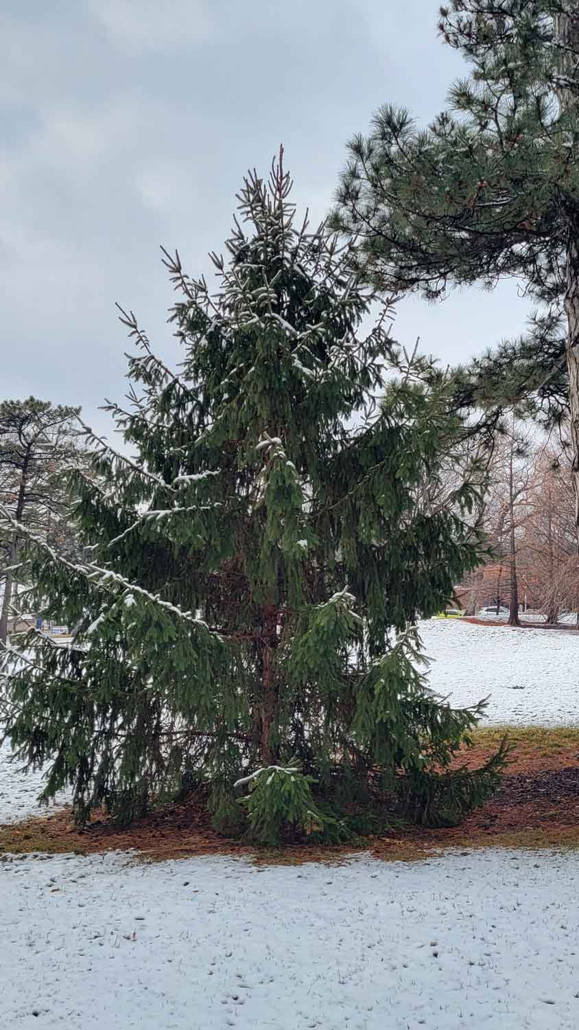 Oriental Spruce 48-9-1 - Linda Hall Library