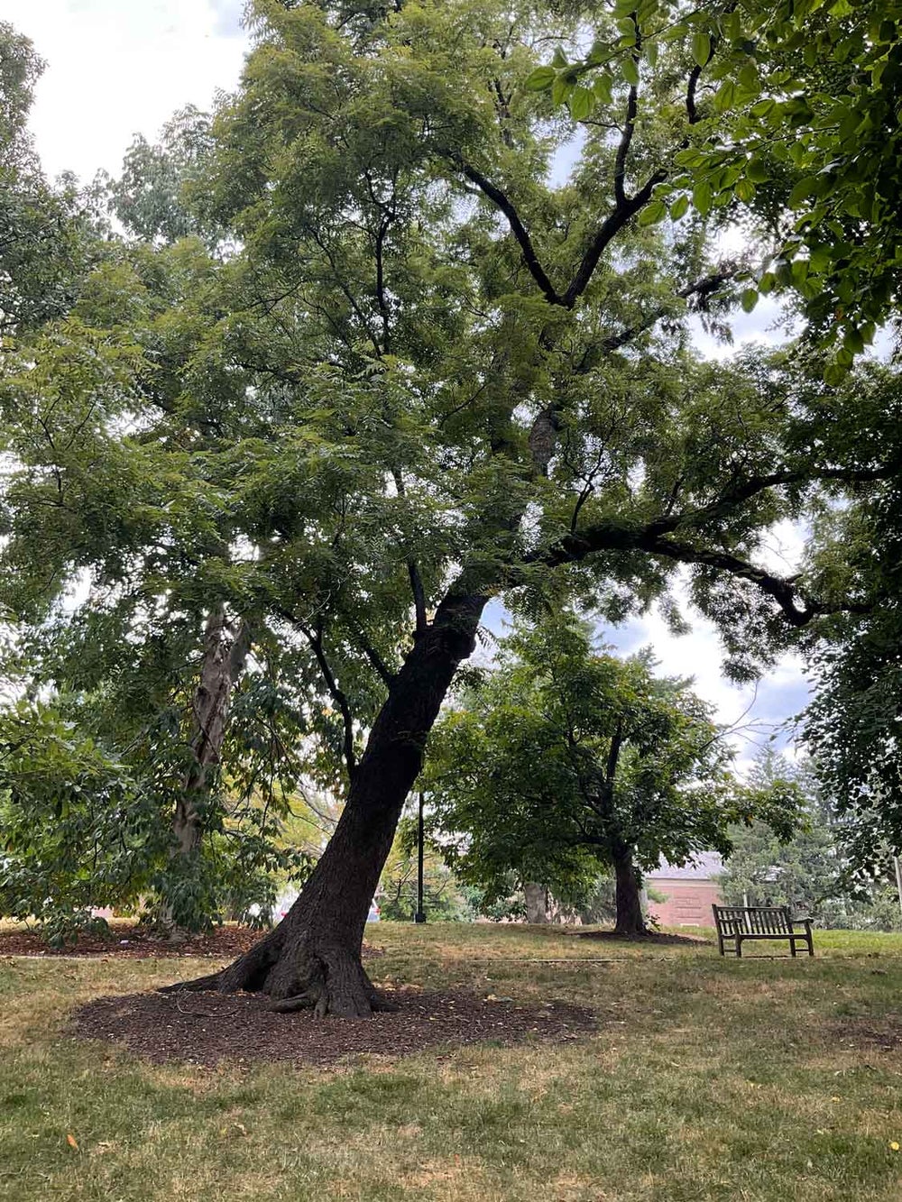 Black Walnut 21-1-8 - Linda Hall Library