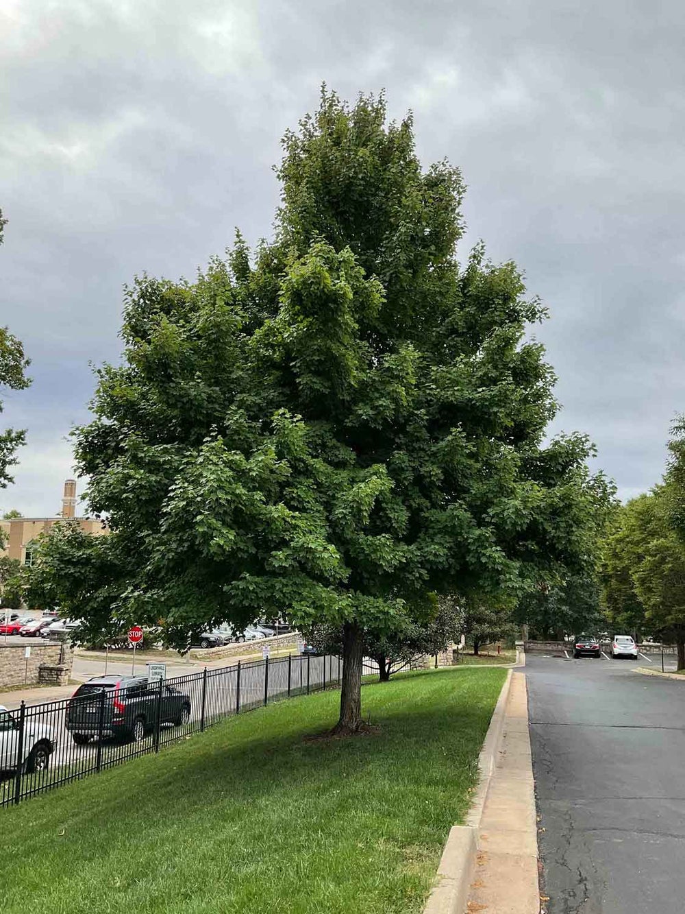 Red Maple 1-32-2 - Linda Hall Library