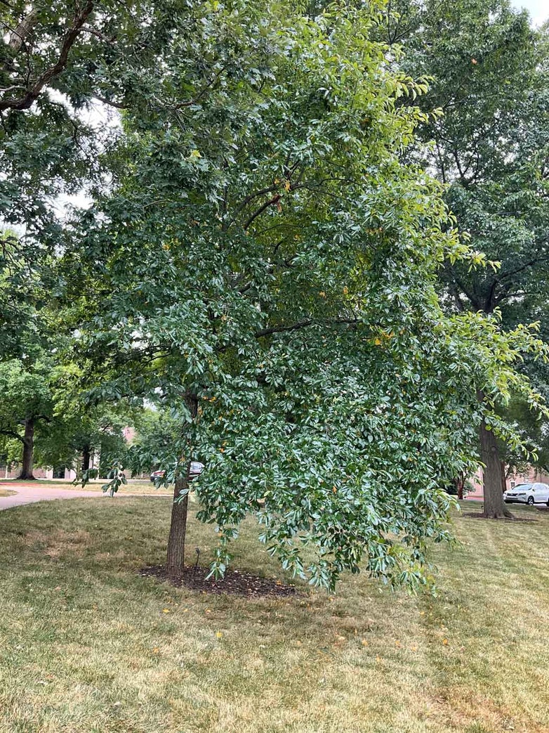 Black gum, Tupelo 28-1-3 - Linda Hall Library