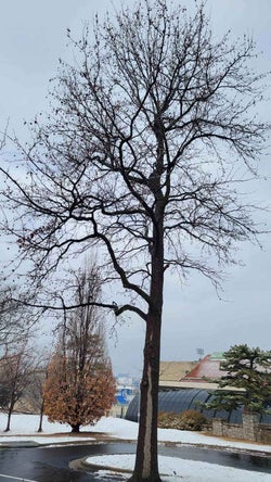 Sweetgum 23-1-3 - Linda Hall Library