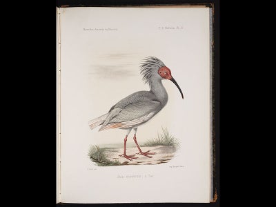 Armand David - Linda Hall Library