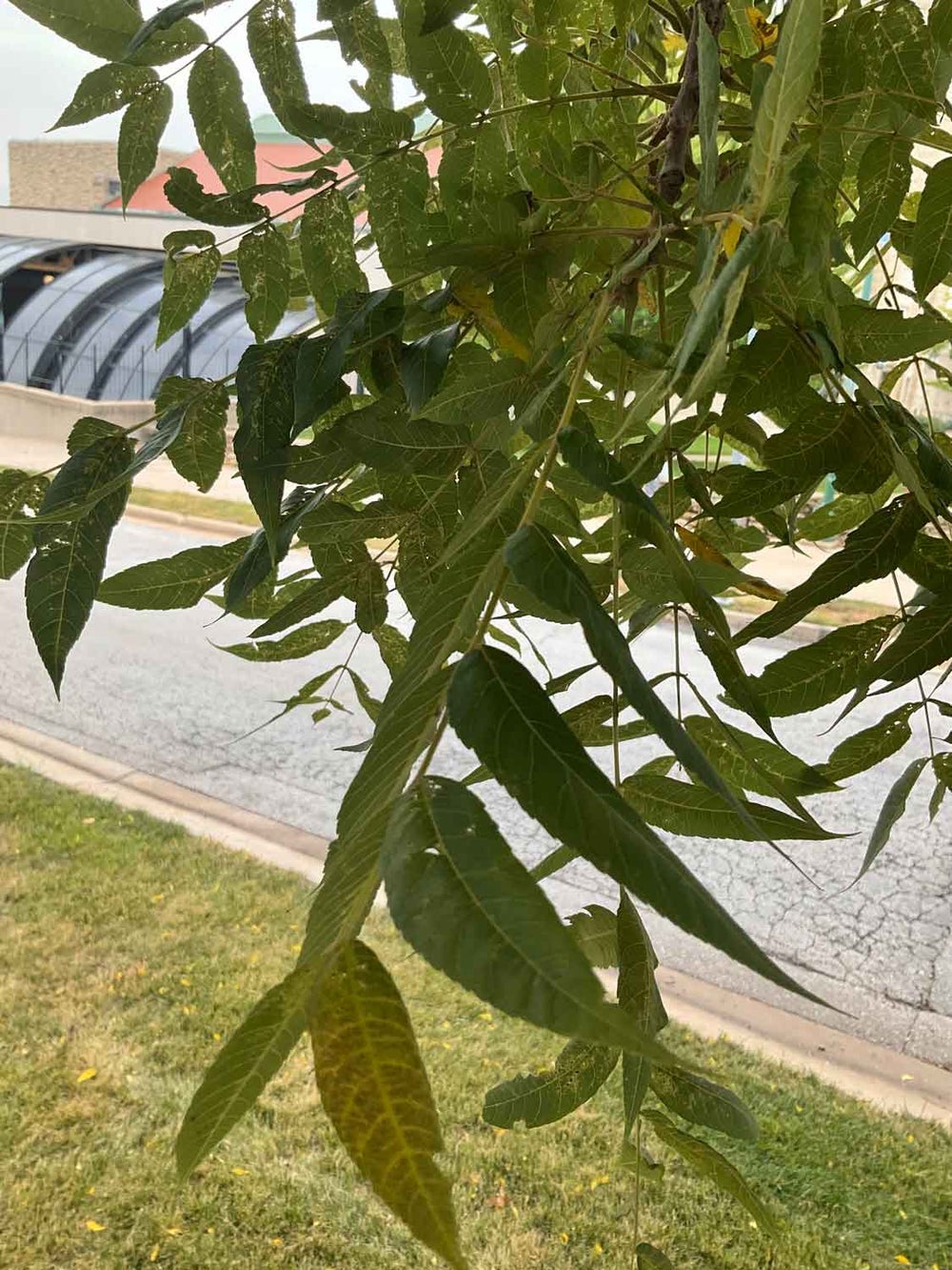 Black Walnut 21-1-7 - Linda Hall Library