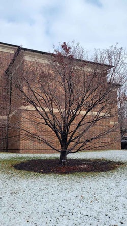 Korean Mountain Ash 38-1-2 - Linda Hall Library