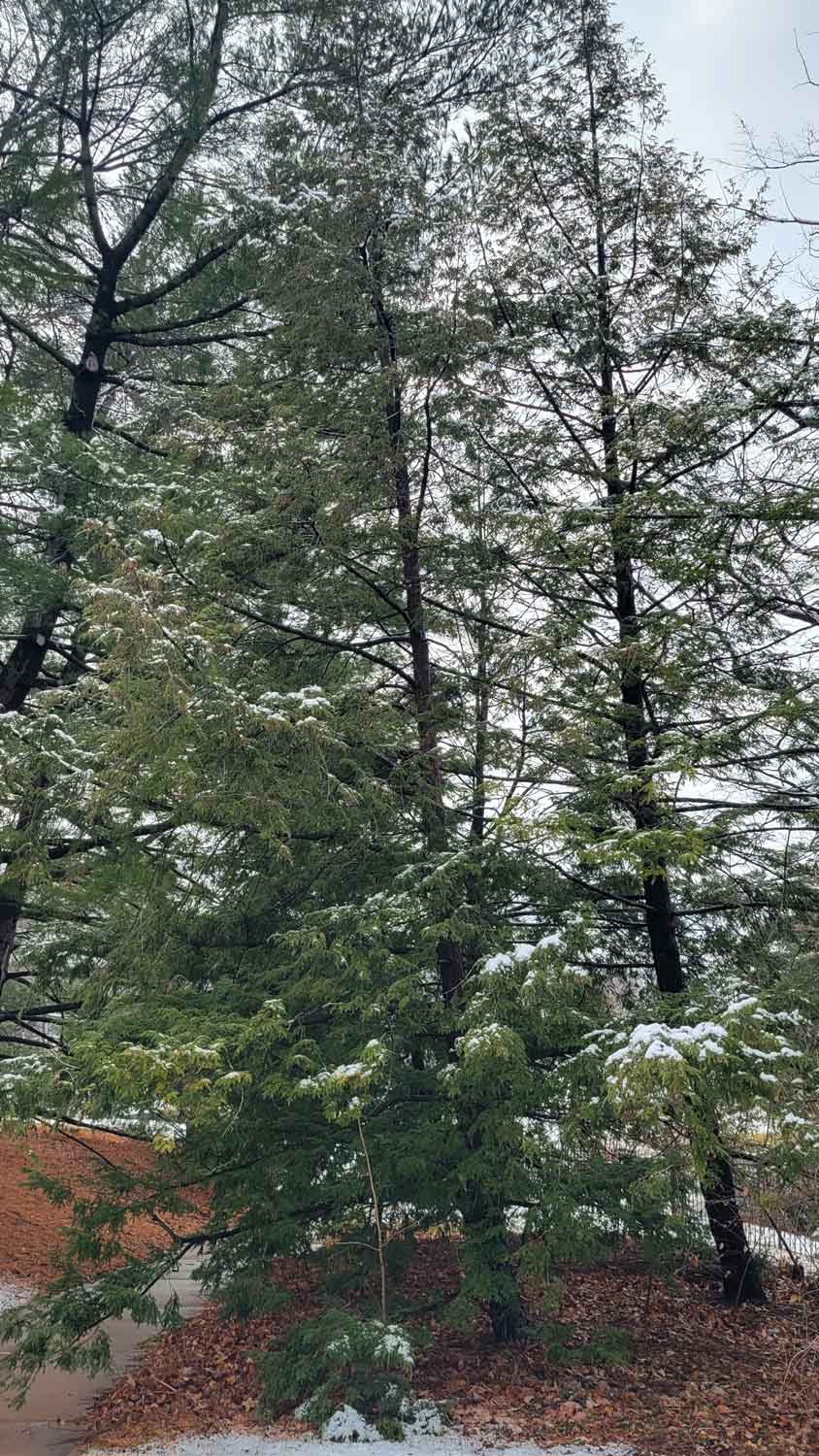 Canadian Hemlock 52-1-4 - Linda Hall Library