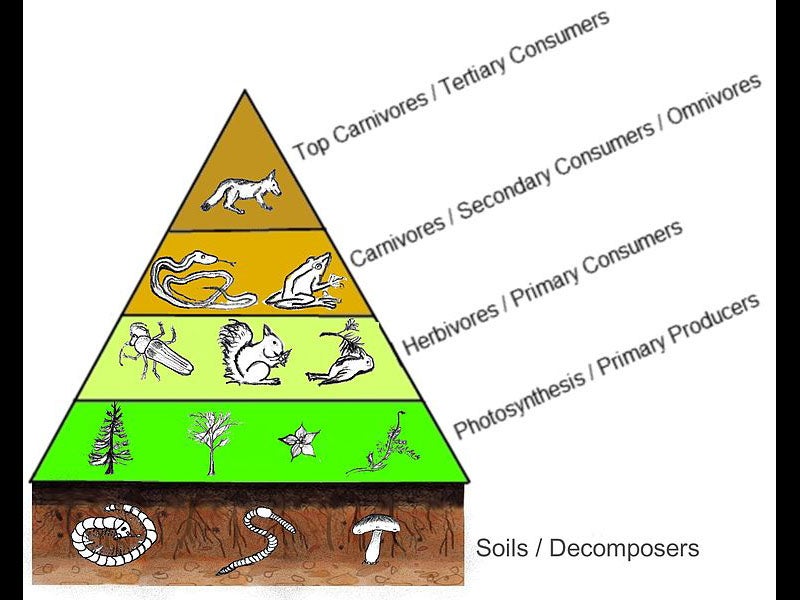 Charles Elton - Linda Hall Library