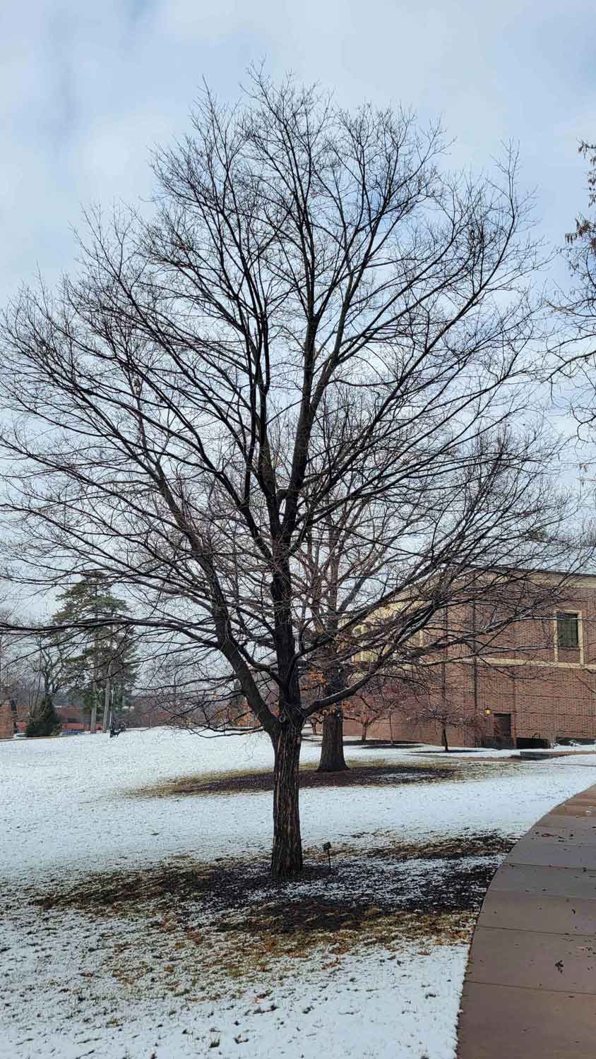 Legacy Sugar Maple 1-27-1 - Linda Hall Library