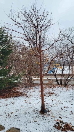 Paperbark Maple 1-2-3 - Linda Hall Library