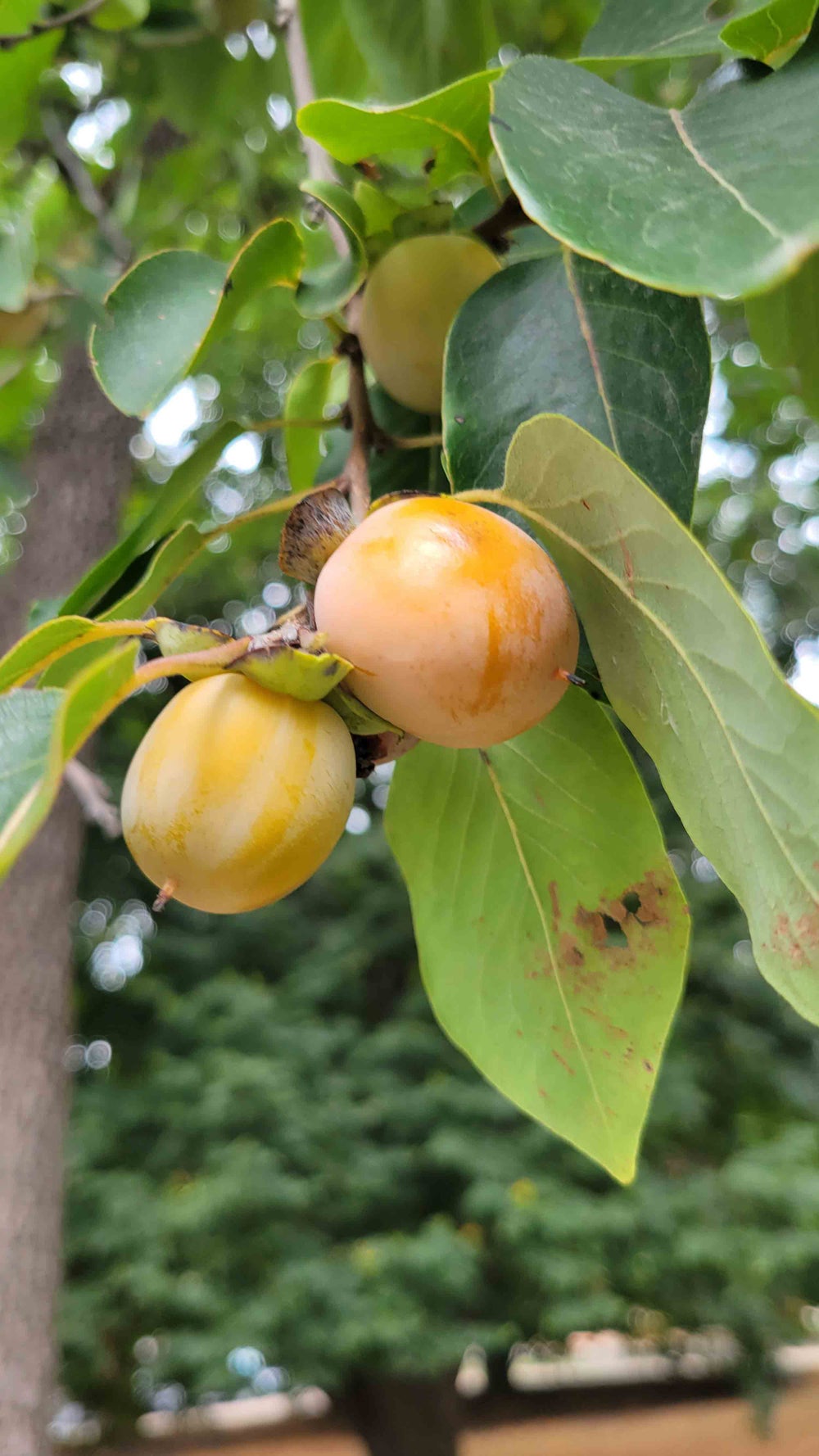 Persimmon 12-1-1 - Linda Hall Library