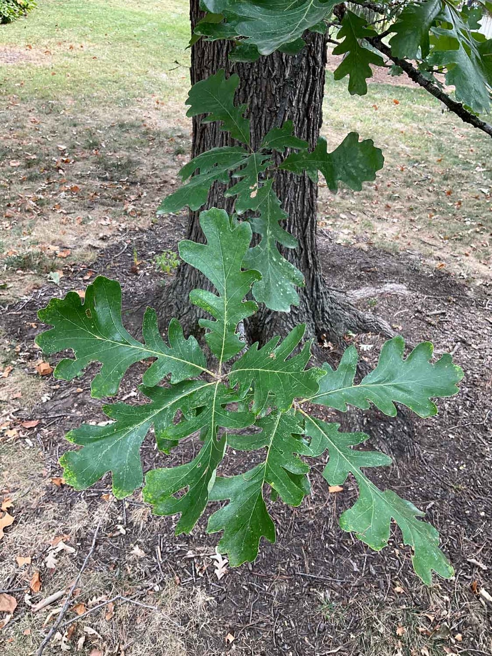 Burr Oak 34-9-1 - Linda Hall Library