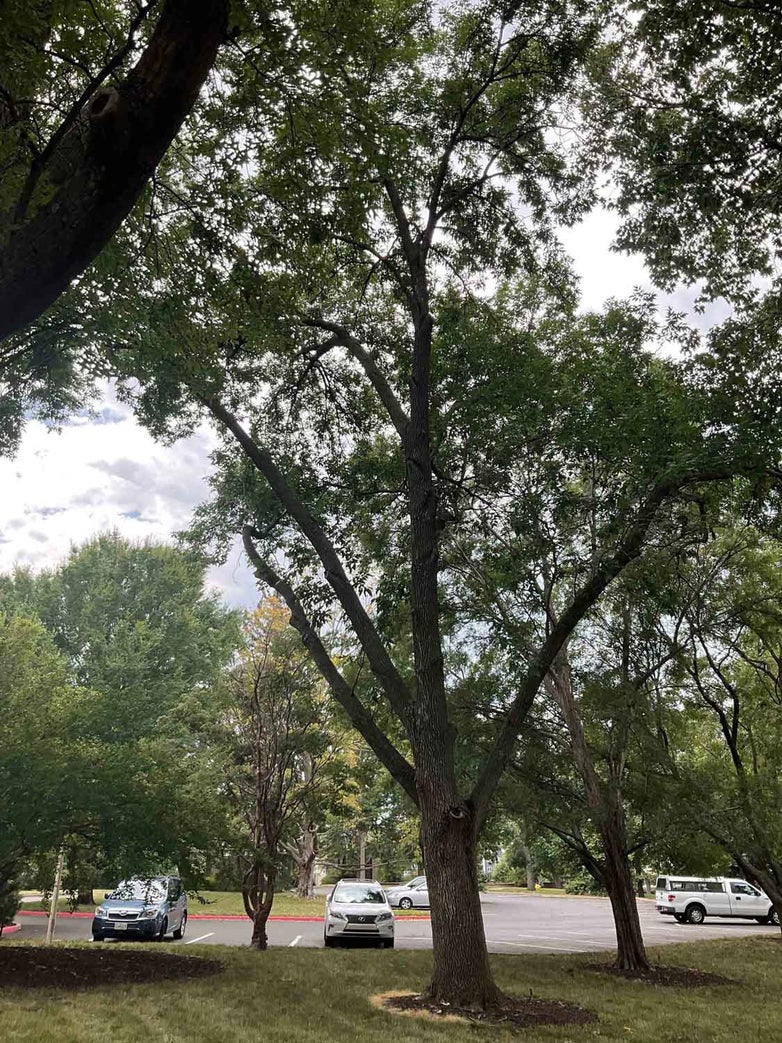 White Ash 15-3-1 - Linda Hall Library