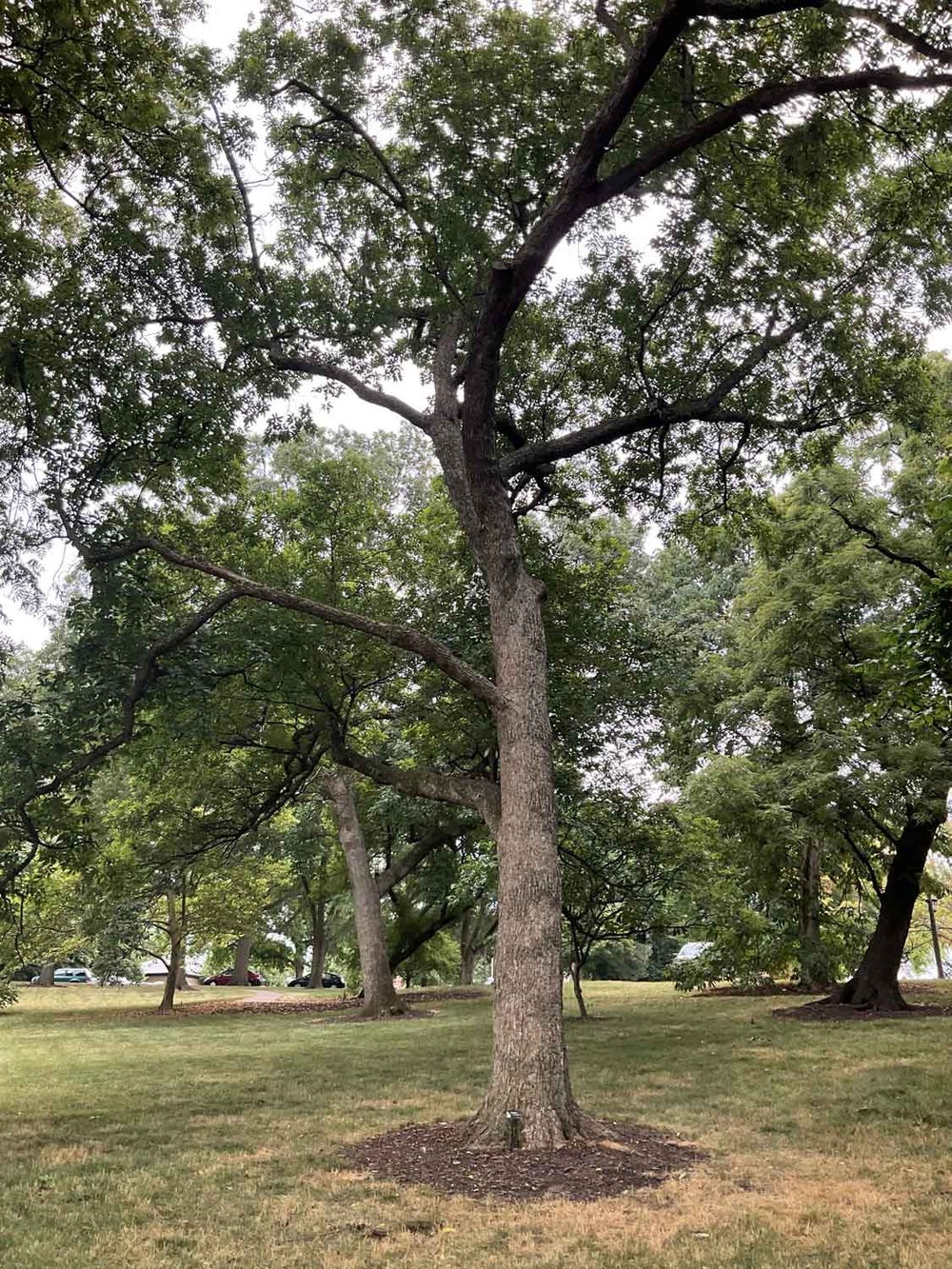 Chinkapin Oak 34-14-7 - Linda Hall Library