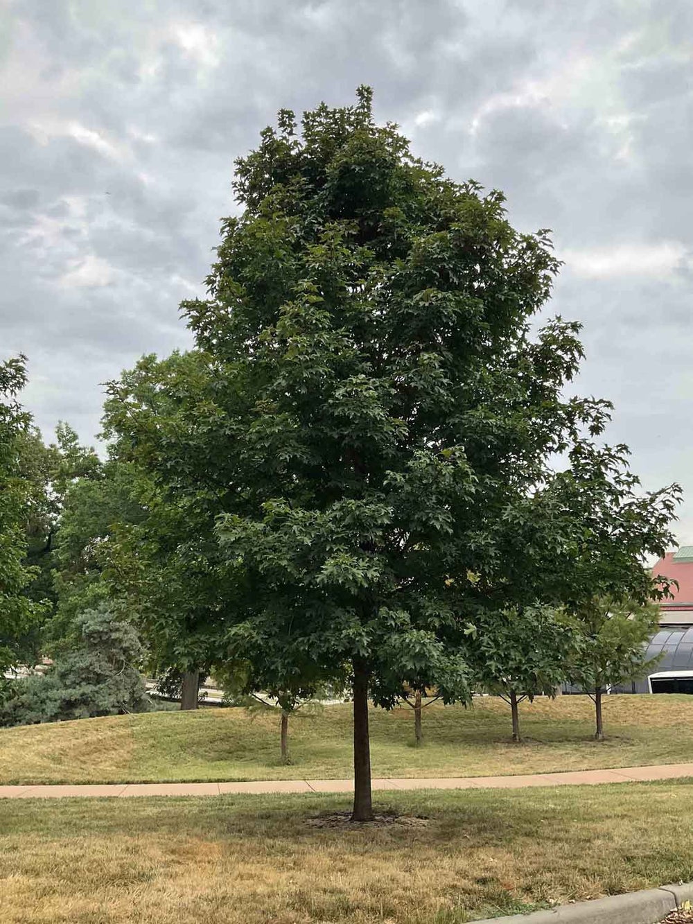 Sugar Maple 1-34-1 - Linda Hall Library