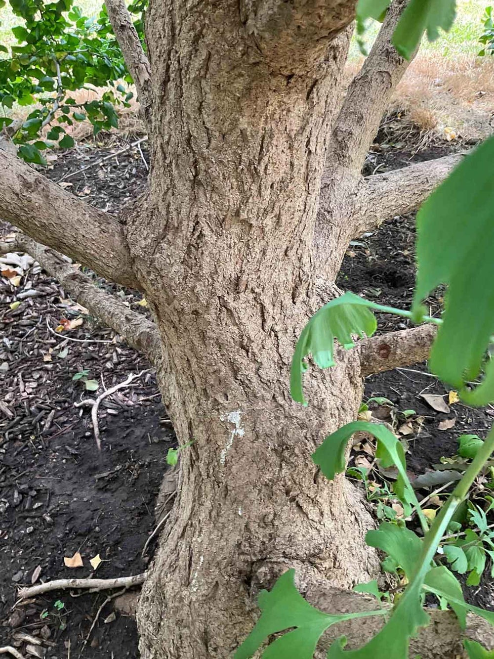 Ginkgo 17-3-1 - Linda Hall Library