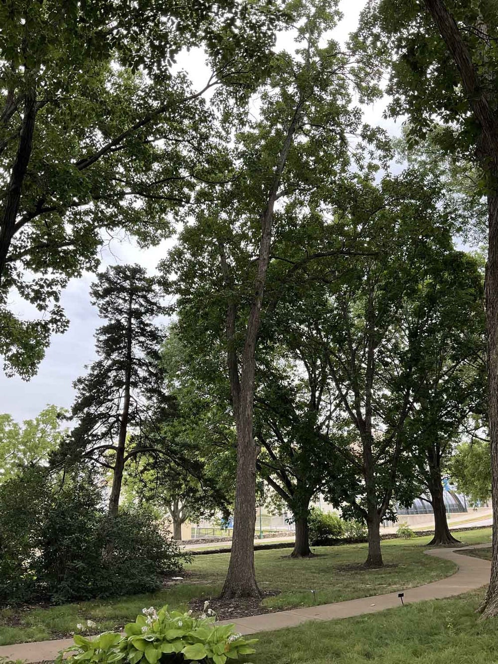 Swamp Chestnut Oak 34-11-1 - Linda Hall Library