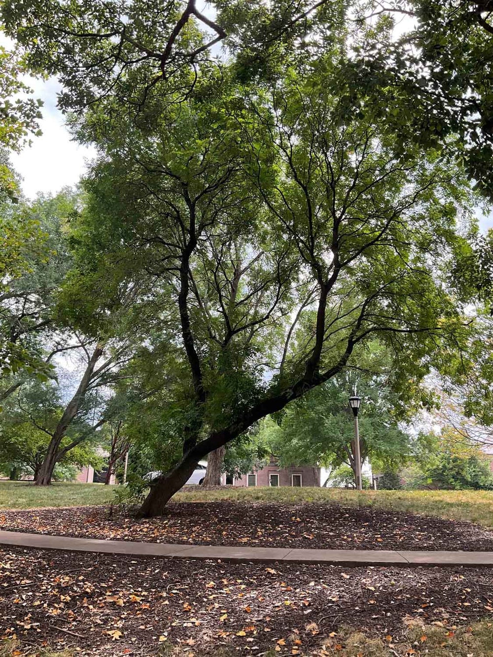 Goldenrain Tree 22-2-1 - Linda Hall Library