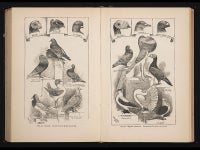 George Romanes - Linda Hall Library