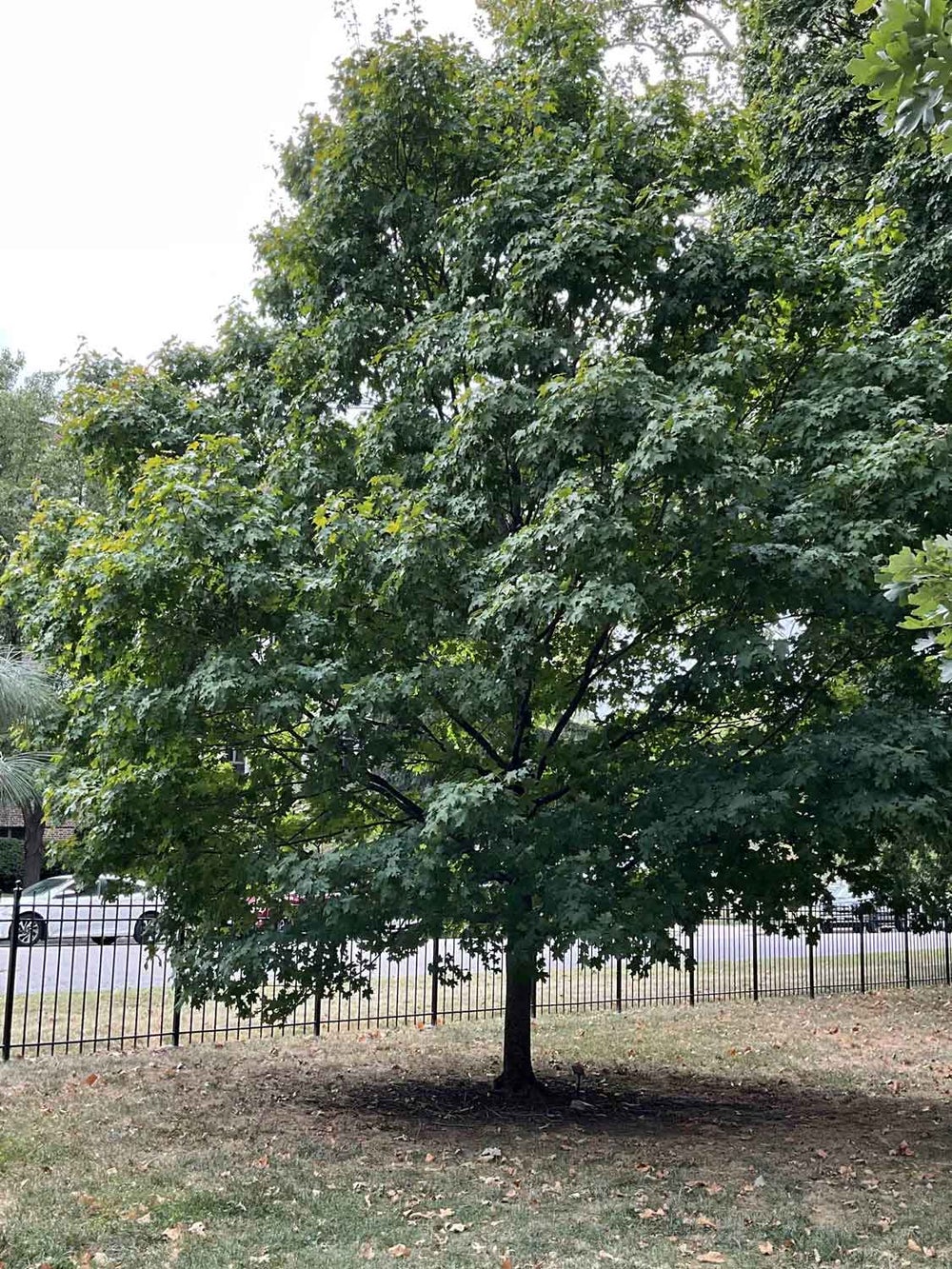 Sugar Maple 1-33-1 - Linda Hall Library