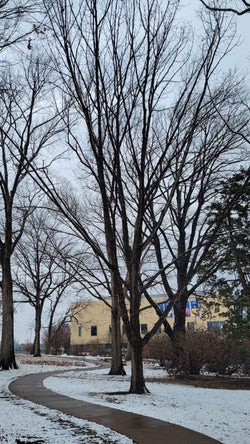 Bebb Oak 34-2-1 - Linda Hall Library