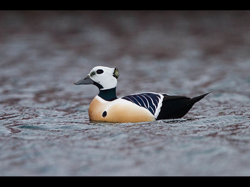 George Steller - Linda Hall Library