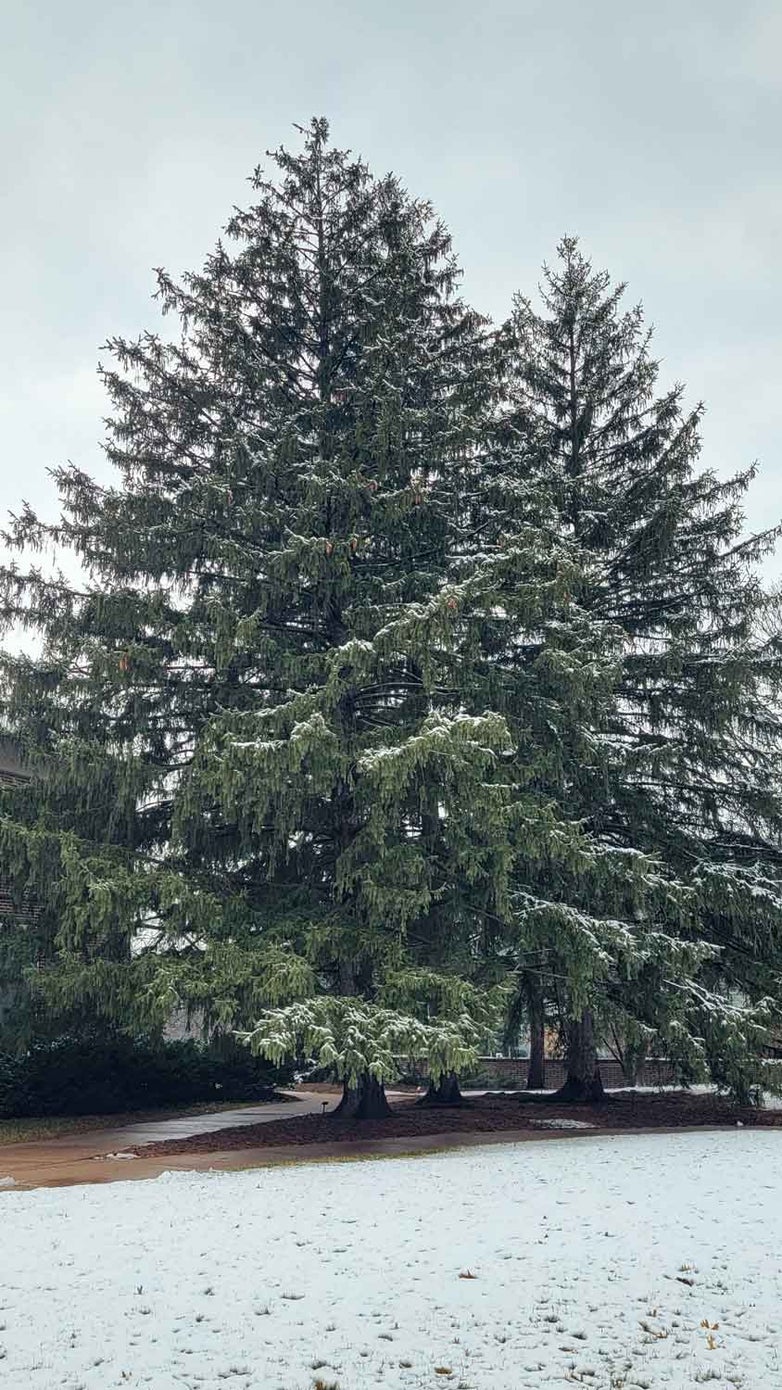 Norway Spruce 48-1-1 - Linda Hall Library
